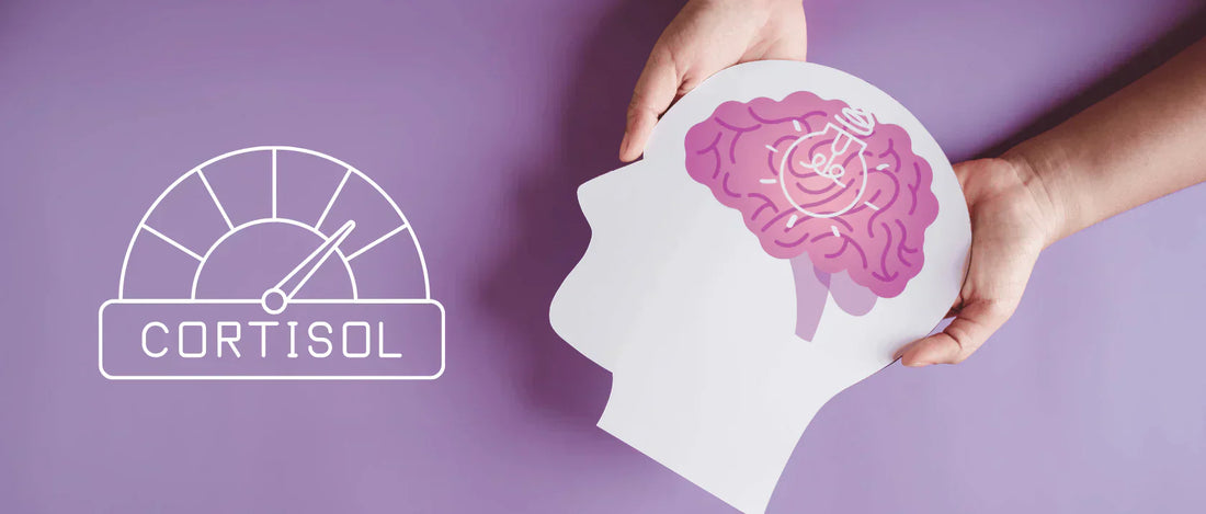 Cortisol, stress et envie de sucre : pourquoi ce n’est pas “l’hormone ...